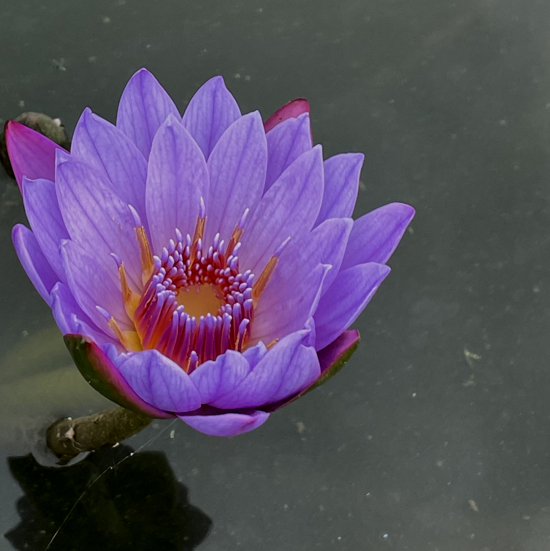 doTerra Blue Lotus ~ Modri lotos - Eterična olja za vsak dom - doTERRA